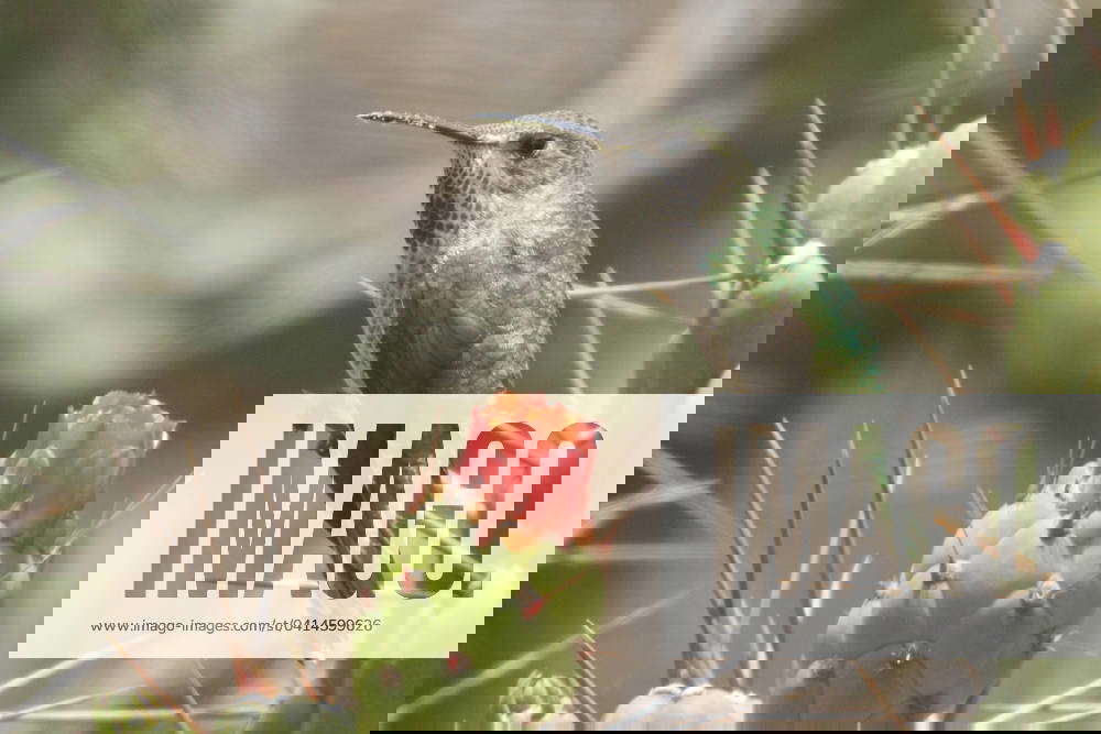 Bronze_tailed Comet Polyonymus caroli perched on a cactus in Peru