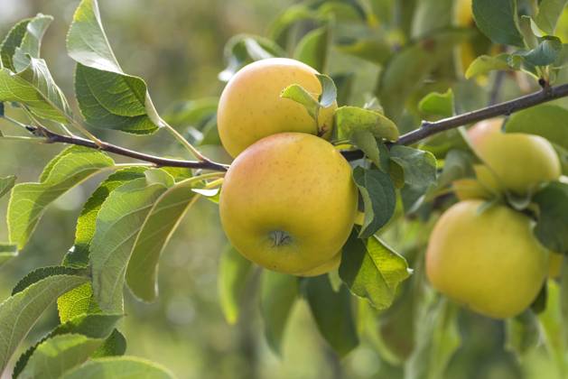 Apple, Solaris Malus domestica Solaris, Malus domestica Solaris ...