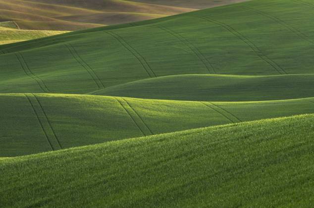 USA, Washington, Palouse. Rolling spring wheat fields