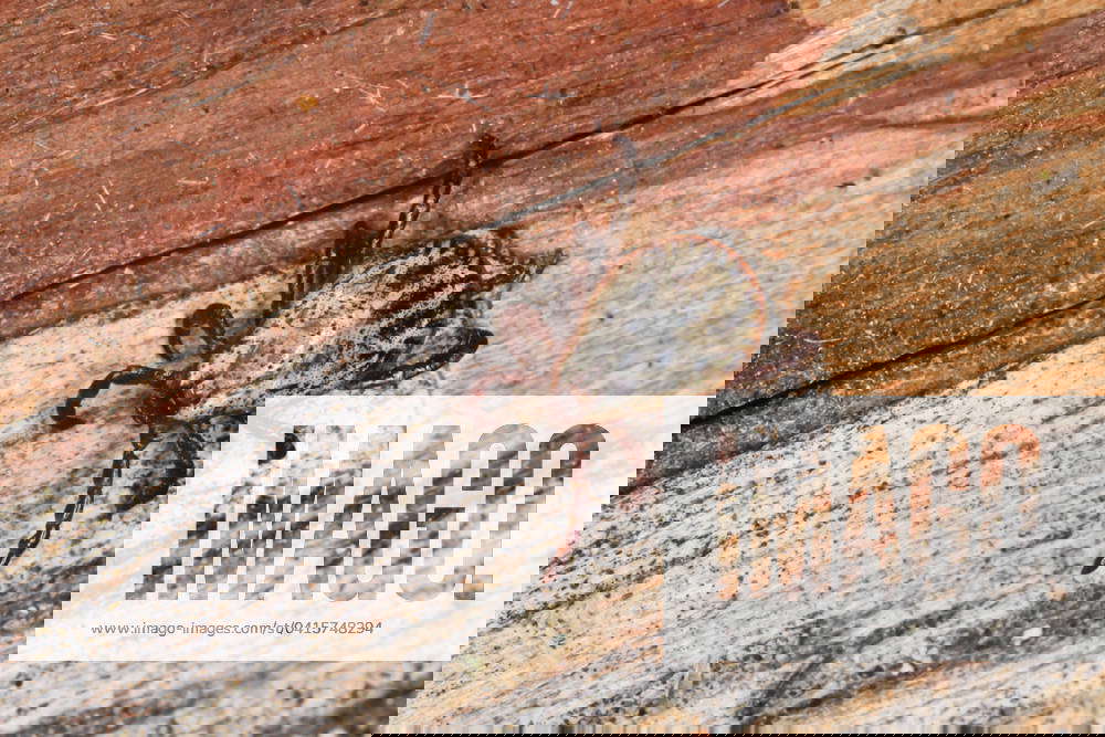 Alluvial tick, Auwald Tick, Meadow tick, Meadows Tick, Buntzecke, bunt ...