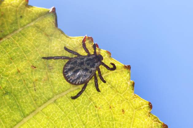 Alluvial tick, Auwald Tick, Meadow tick, Meadows Tick, Buntzecke, bunt ...