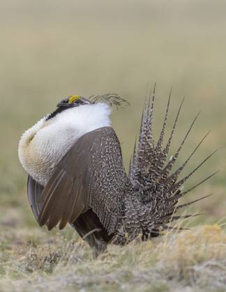 Greater Sage Grouse, Centrocercus urophasianus, Mansfield, Washington, USA