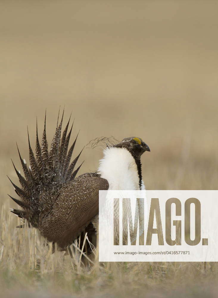 Greater Sage Grouse, Centrocercus urophasianus, Mansfield, Washington, USA