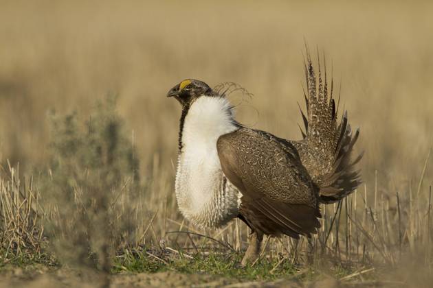 Greater Sage Grouse, Centrocercus urophasianus, Mansfield, Washington, USA