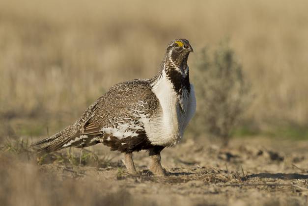 Greater Sage Grouse, Centrocercus urophasianus, Mansfield, Washington, USA
