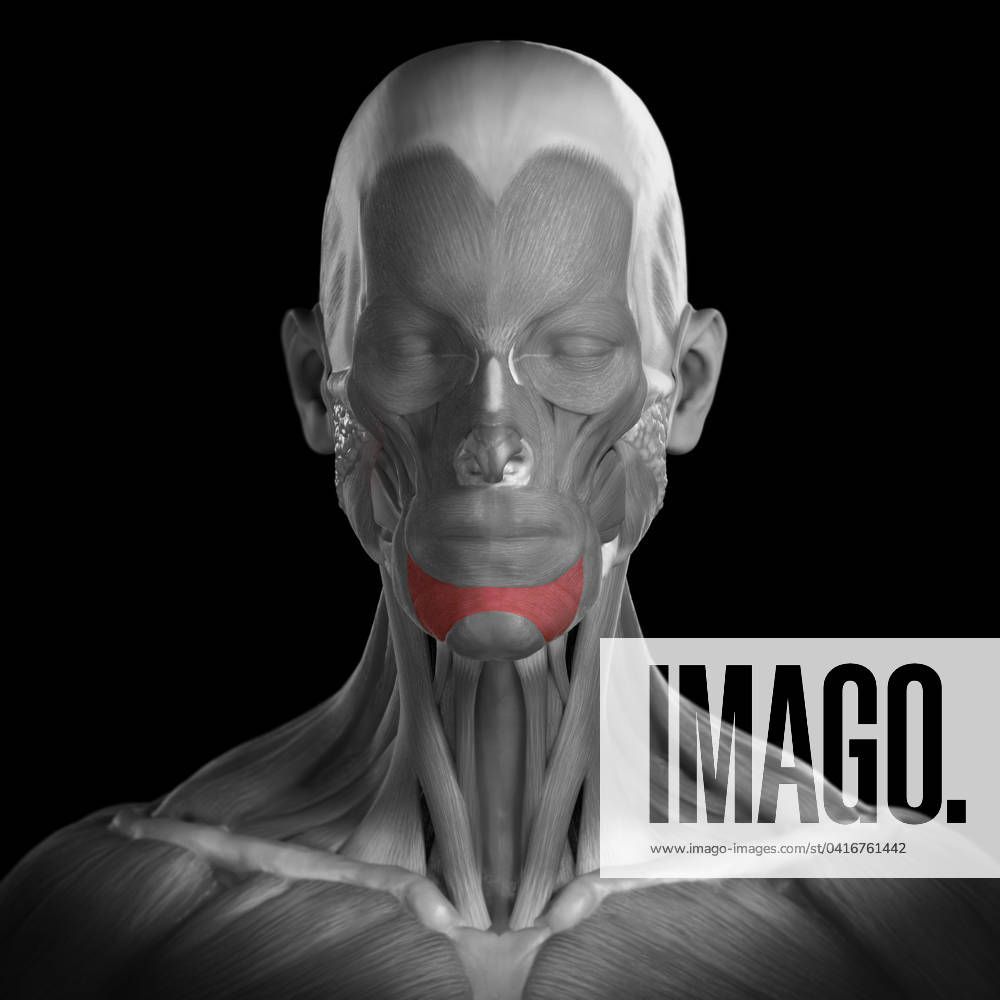 Depressor Labii Inferioris