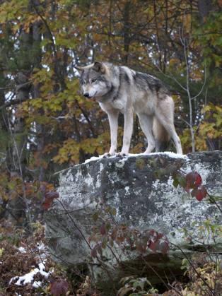 Gray wolf standing on boulder in autumn forest; Northern Minnesota ...