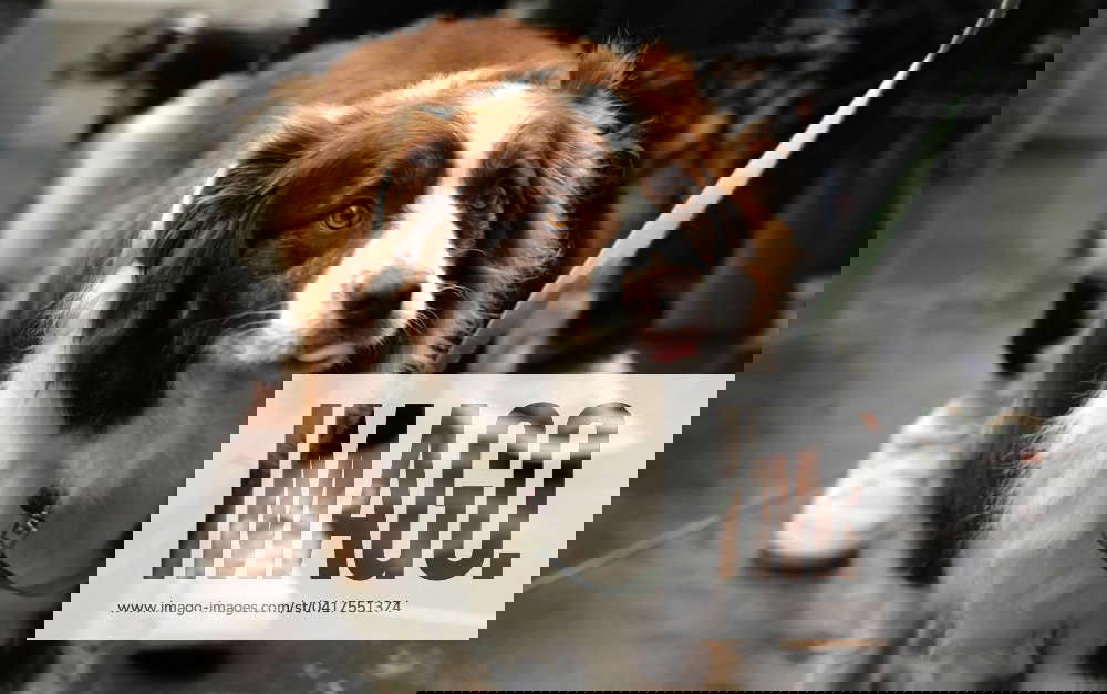 AMAZON DOGS AT WORK SYDNEY, XXXXXXXXX during a showcase of the Dogs at ...