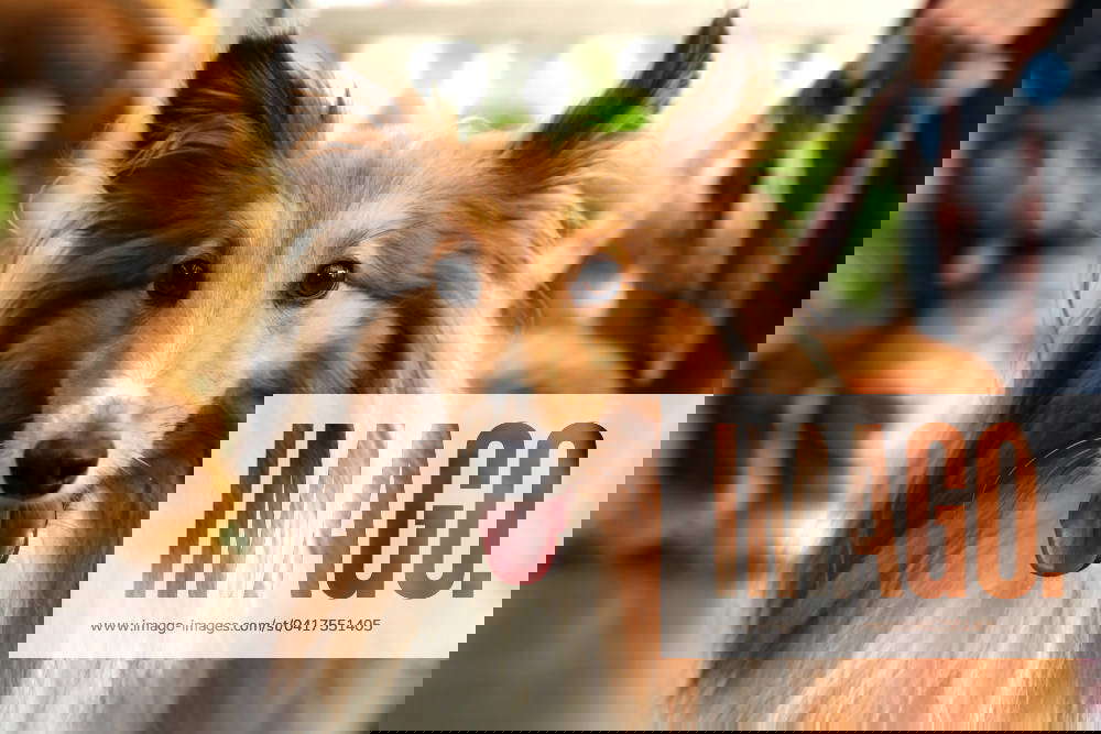 AMAZON DOGS AT WORK SYDNEY, Basil during a showcase of the Dogs at Work ...