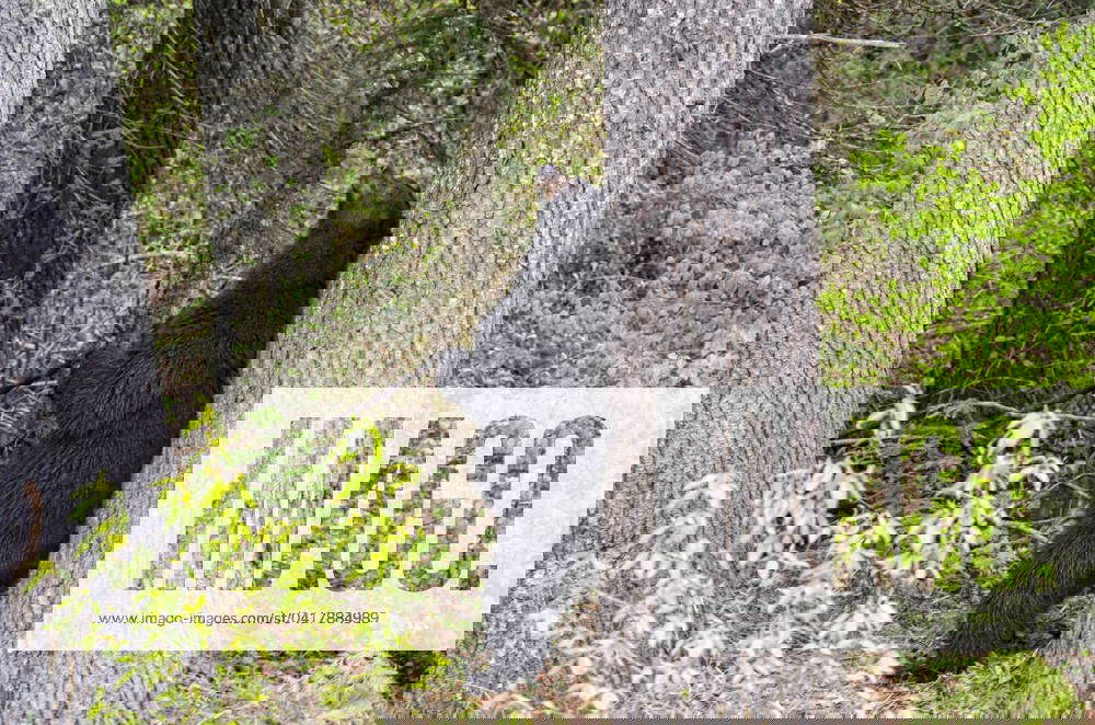 Black bear standing up and scratching it's back against a tree in ...