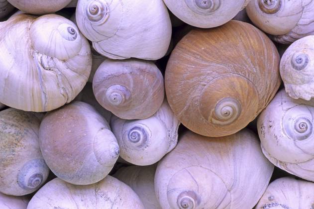 The distinctive shells of Lewis s Moonsnails ; Broken Group Islands ...