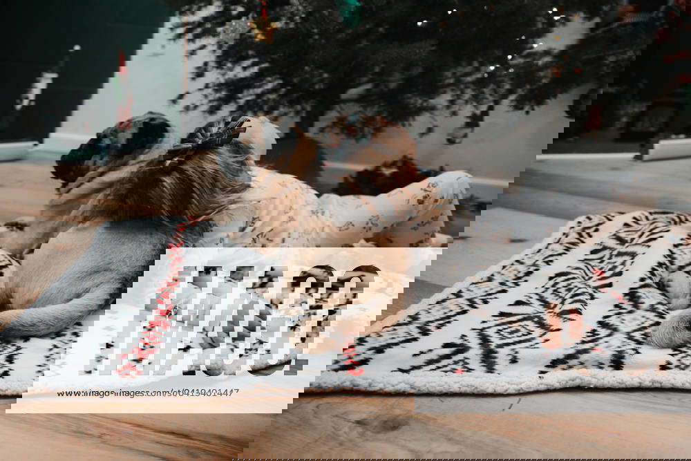 Cute girl in Christmas pajamas with pug pillow Wilsall, Montana, United ...