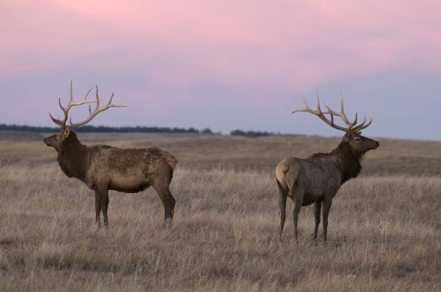 Bull elk or wapiti at sunset in tall grasslands of Custer State Park ...
