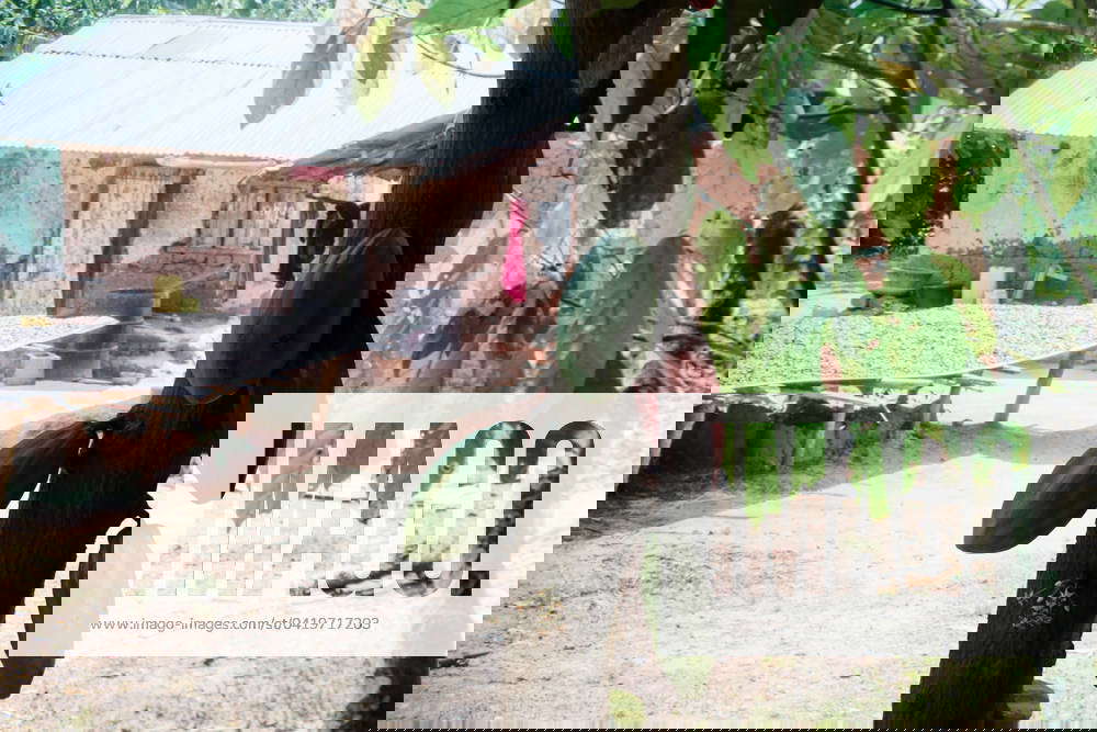 Cocoa fruit in the Lindt Spruengli Museum 05 03 2024 Kilchberg ZH ...