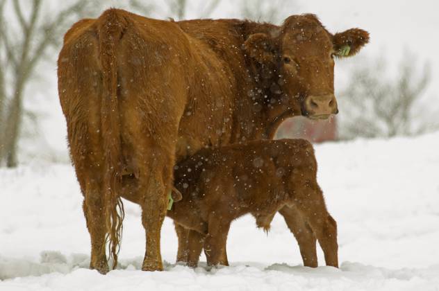 Red Angus Female and male Calf. Cattle in this area winter outside and ...