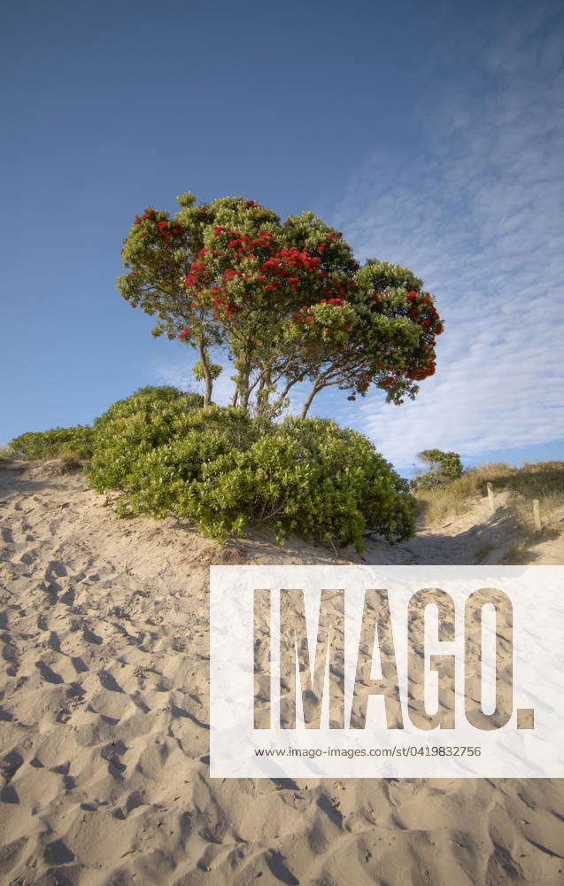 Flowering Pohutukawa Trees New Zealand