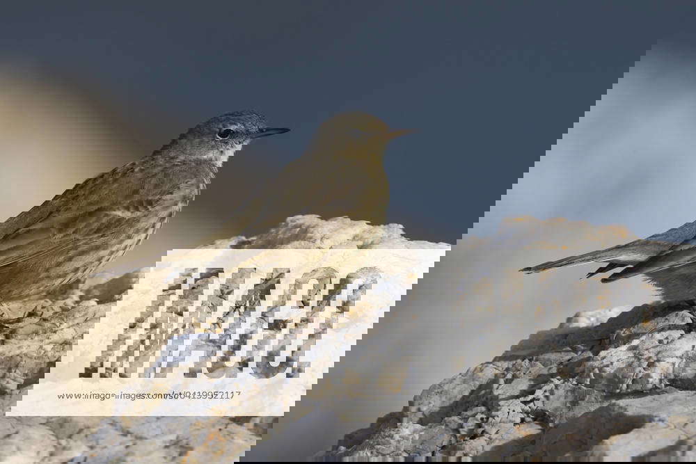 Beach pipit, Beach Pieper Anthus petrosus , sits at a Rock, Side view ...