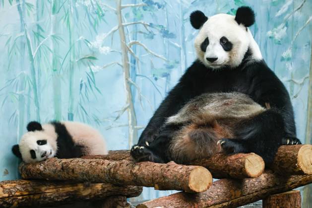 RUSSIA, MOSCOW - : Katyusha the Giant Panda Cub is seen at the Chinese ...