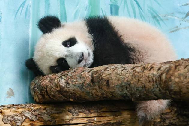 RUSSIA, MOSCOW - MARCH 8, 2024: Katyusha the Giant Panda Cub is seen at ...