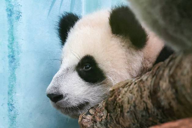 RUSSIA, MOSCOW - MARCH 8, 2024: Katyusha the Giant Panda Cub is seen at ...