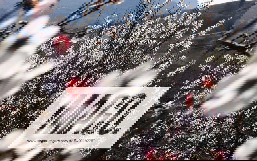 RUSSIA, REPUBLIC OF CRIMEA - MARCH 11, 2024: An almond tree in bloom ...