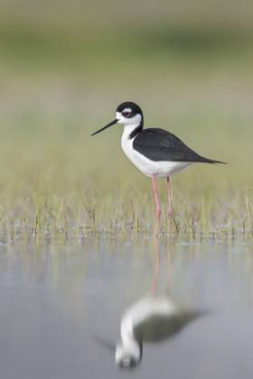 Black-necked Stilt (Himantopus mexicanus) feeding in a marsh in central ...