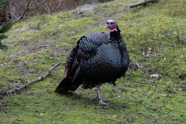 Wild turkey, turkey, turkey, wild turkey, Meleagris gallopavo, animals ...
