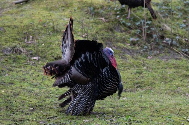 Wild turkey, turkey, turkey, wild turkey, Meleagris gallopavo, animals ...