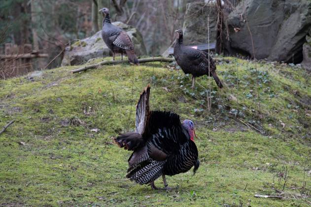 Wild turkey, turkey, turkey, wild turkey, Meleagris gallopavo, animals ...