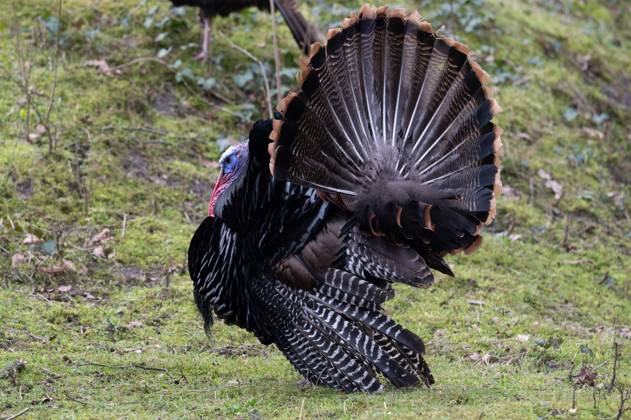 Wild turkey, turkey, turkey, wild turkey, Meleagris gallopavo, animals ...