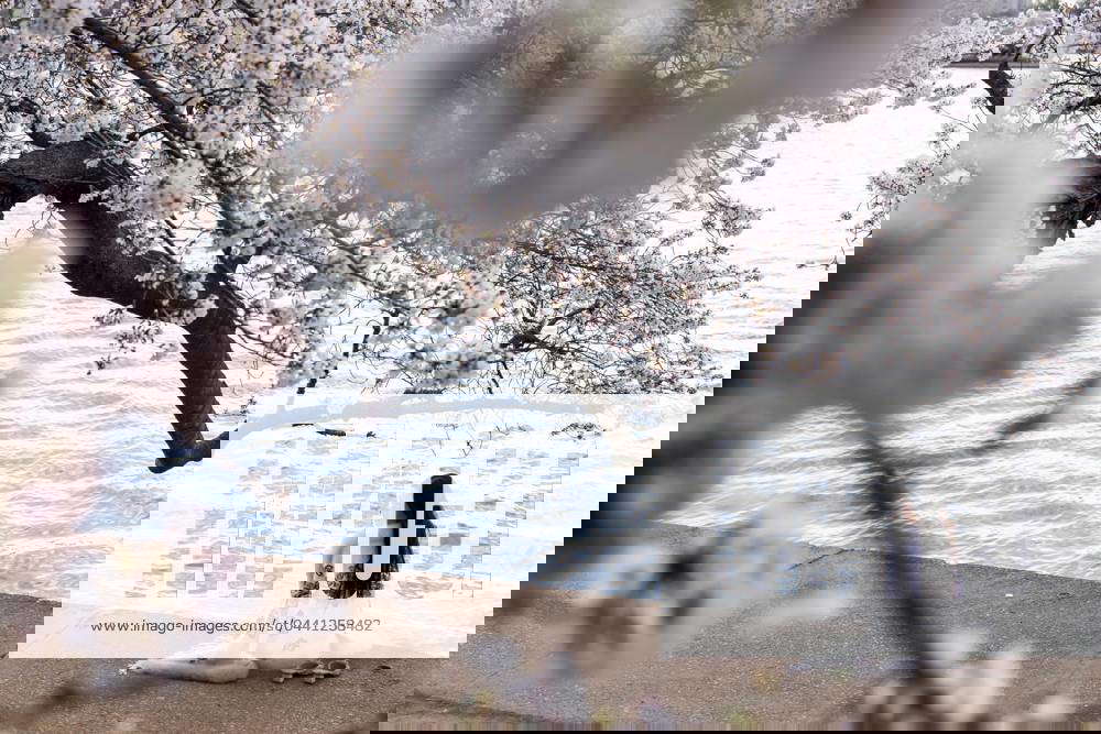 News: Washington Cherry Blossoms Mar 19, 2024; Washington, DC, USA ...