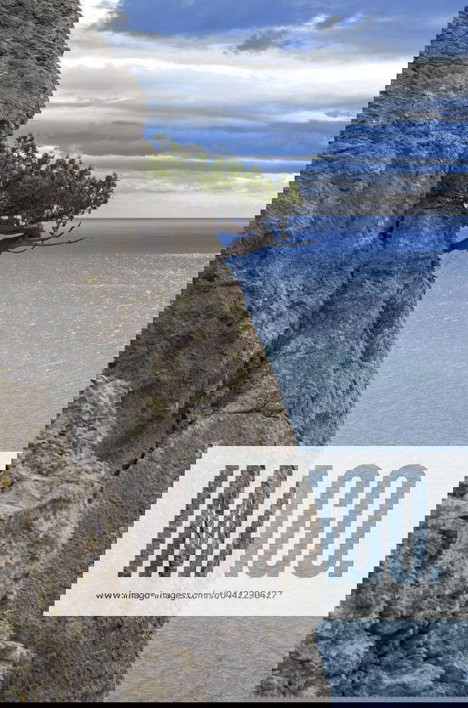 Juniper tree on a cliff above the sea. Crimea, the Black Sea coast