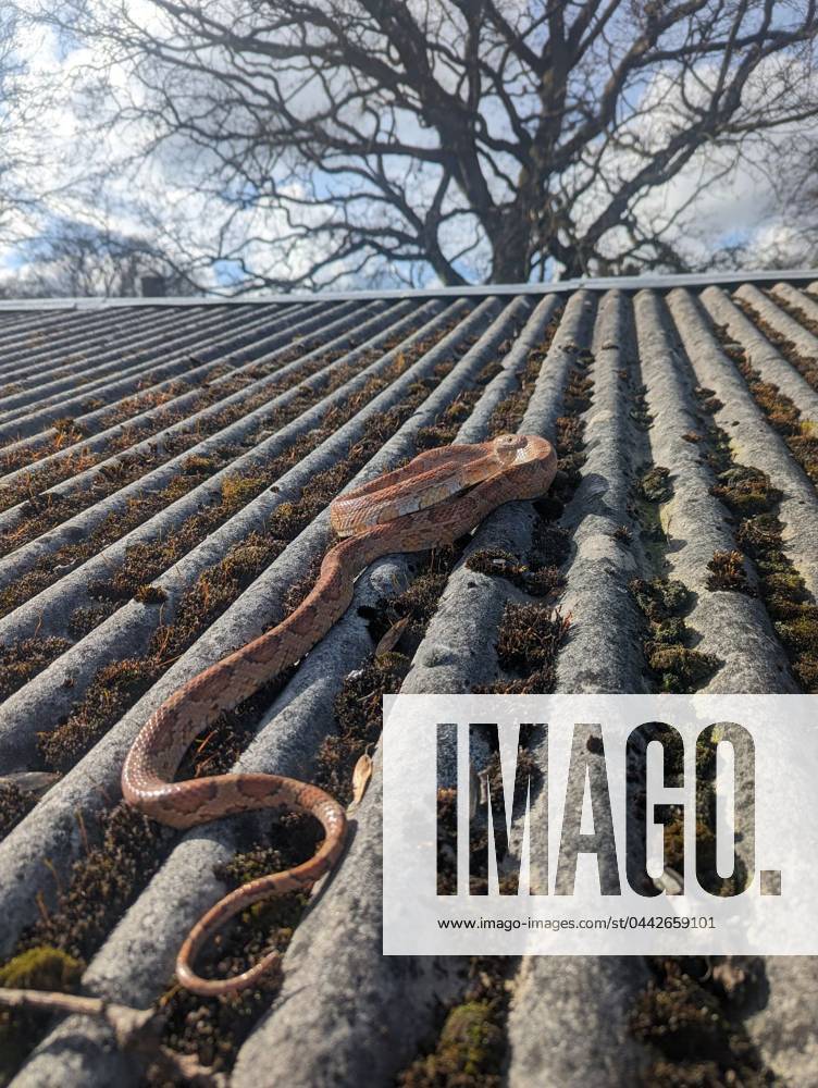 An exotic snake named Angus from Spennymoor, County Durham braved the ...