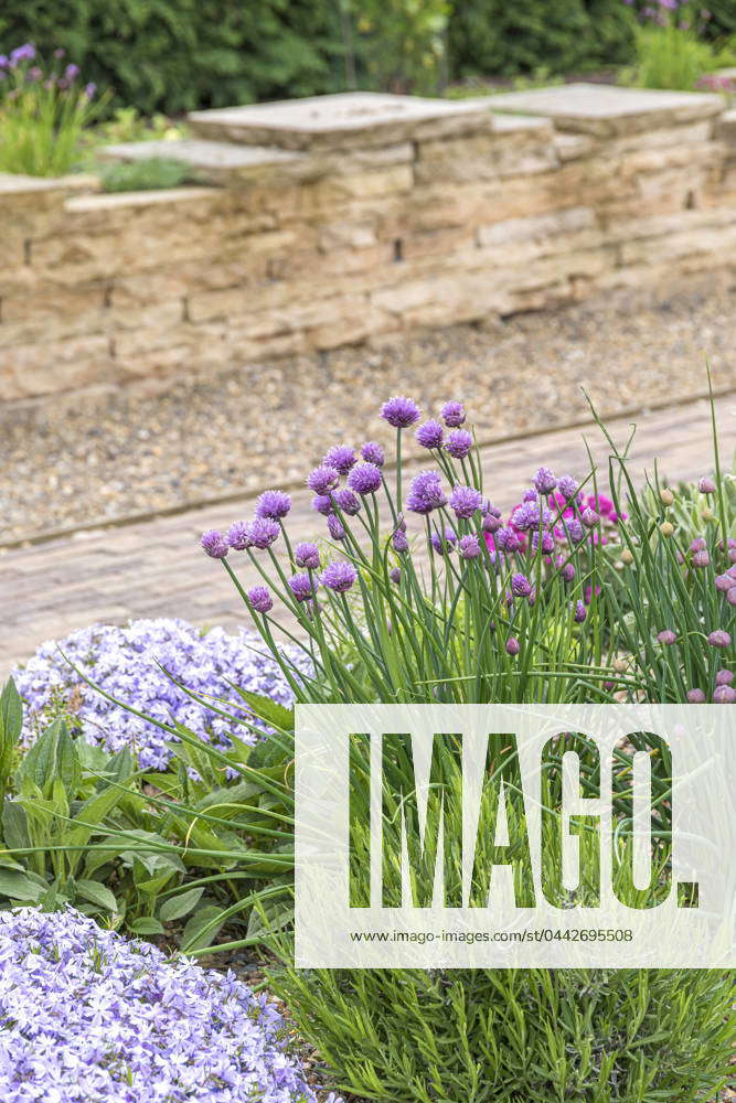 Chives Allium schoenoprasum , blooming at Garden chives, Sand leek ...