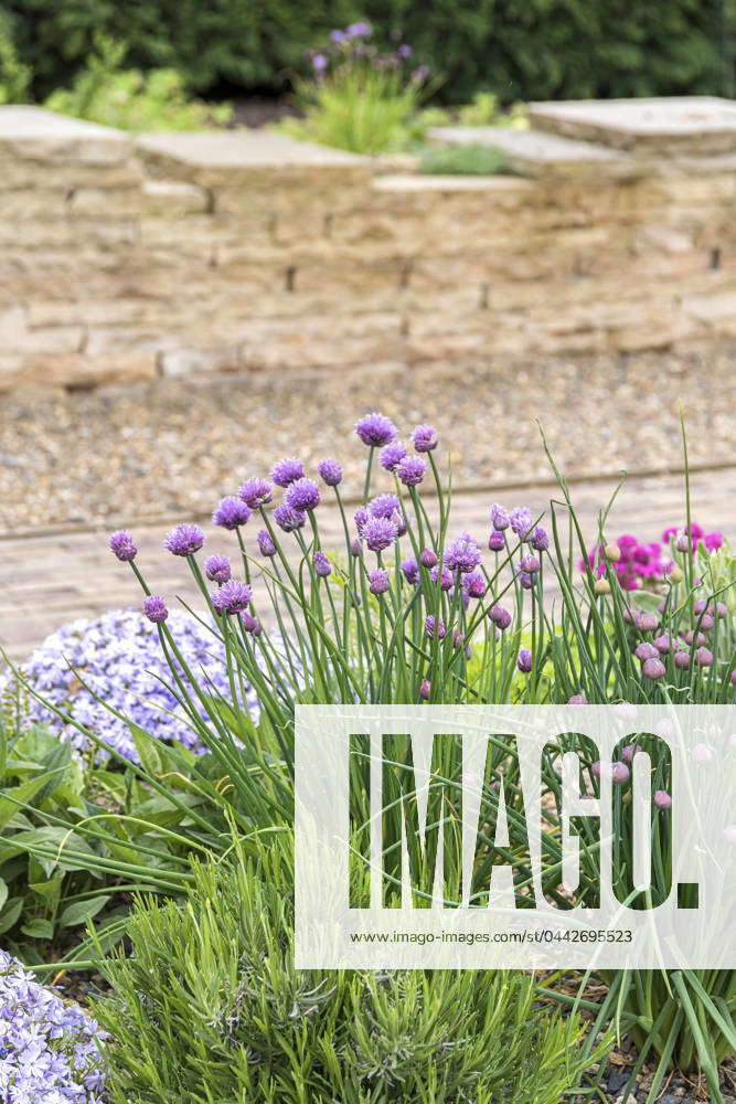 Chives Allium schoenoprasum , blooming at Garden chives, Sand leek ...