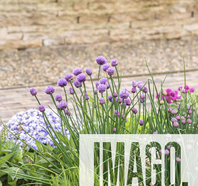 Chives Allium schoenoprasum , blooming at Garden chives, Sand leek ...