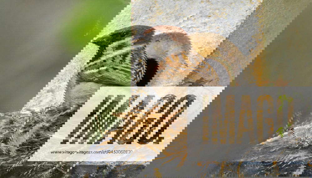 Tiere, Vogel, Sperling, Haussperling, Passer domesticus, beim