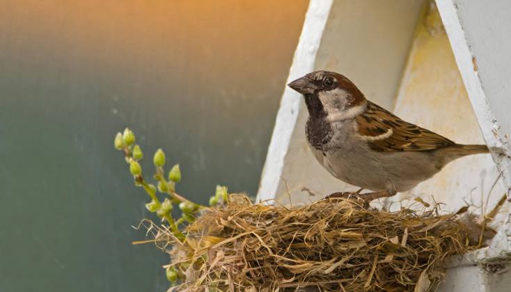 Tiere, Vogel, Sperling, Haussperling, Passer domesticus, beim
