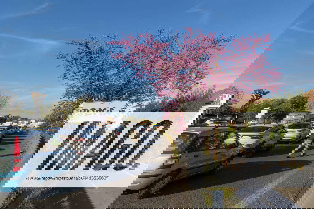 Italy: Welcome to Rome A flowering tree near a road sign indicating the ...