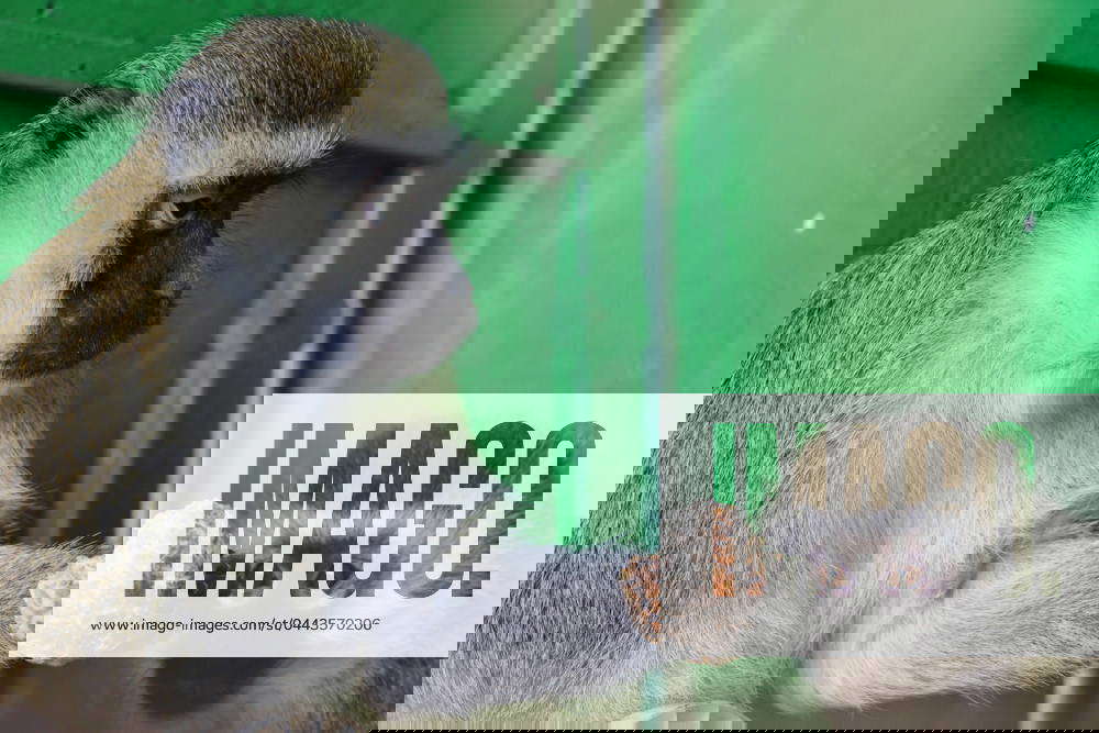 RUSSIA, MARIUPOL - : Vervet monkeys are seen at the Mariupol Zoo ...