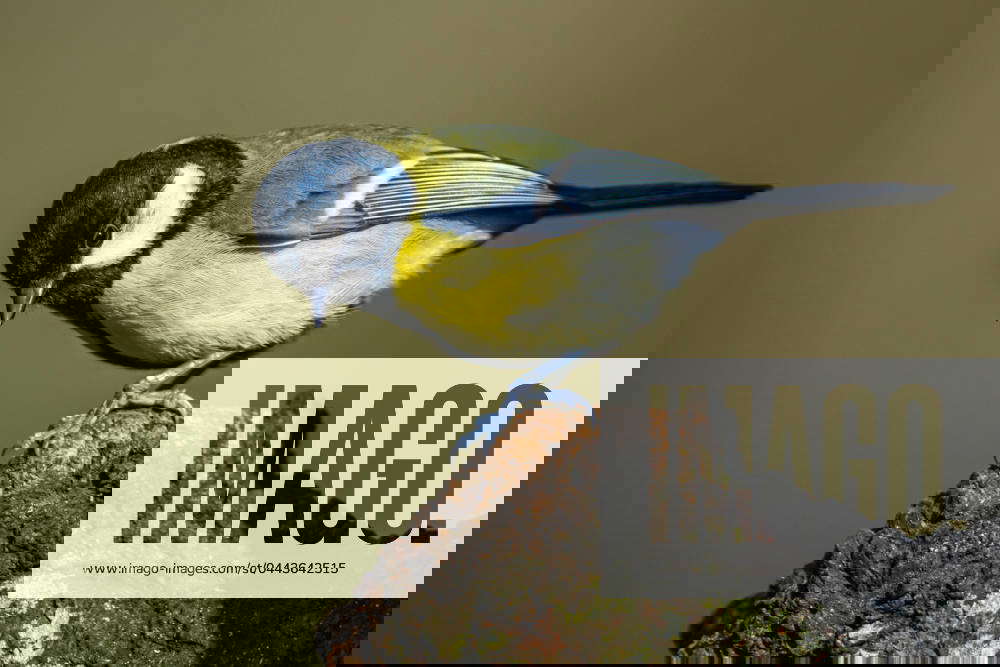 Great Tit, Parus major, Bird in Forest AT Winter Sun Great Tit, Parus ...