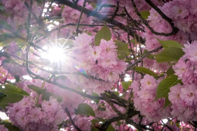 Every spring, the 15 cherry trees in front of the Grassi Museum of ...