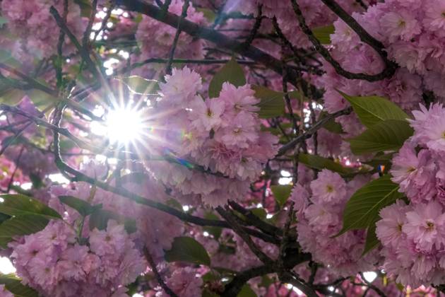 Every spring, the 15 cherry trees in front of the Grassi Museum of ...