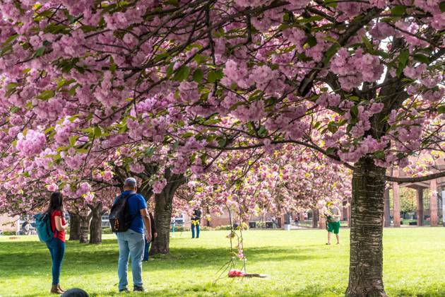 Every spring, the 15 cherry trees in front of the Grassi Museum of ...