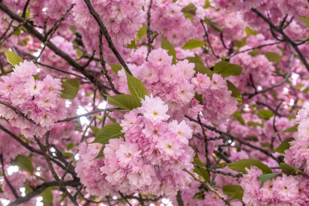 Every spring, the 15 cherry trees in front of the Grassi Museum of ...