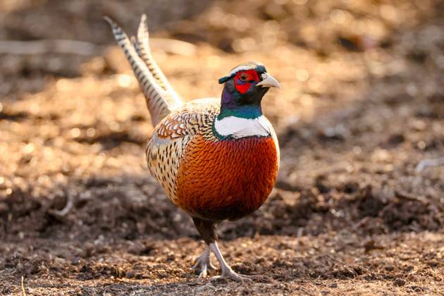 RUSSIA, VLADIVOSTOK - : A pheasant is seen on the ground in the Leopard ...