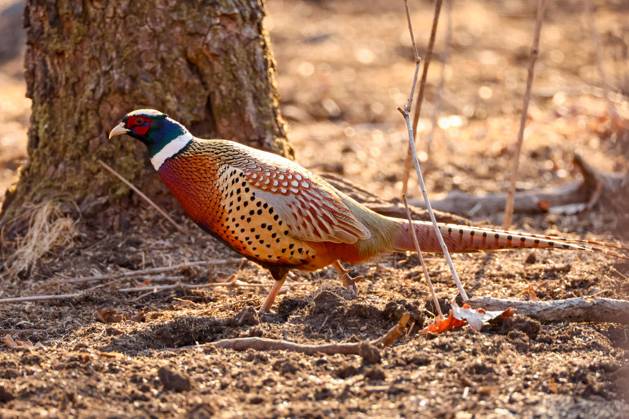 RUSSIA, VLADIVOSTOK - : A pheasant is seen on the ground in the Leopard ...