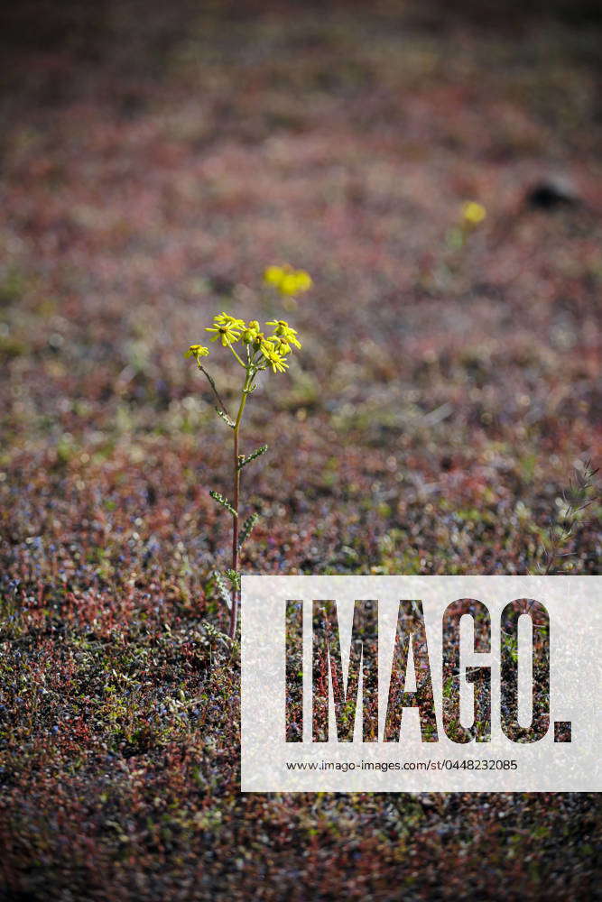 Flowers grow on the former roll call square at the Sachsenhausen ...