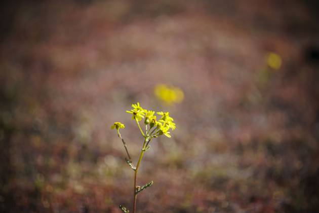 Flowers grow on the former roll call square at the Sachsenhausen ...