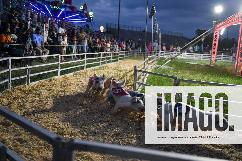 Syndication: The Augusta Chronicle Pigs race at Go Hog Wild at Rosaire ...